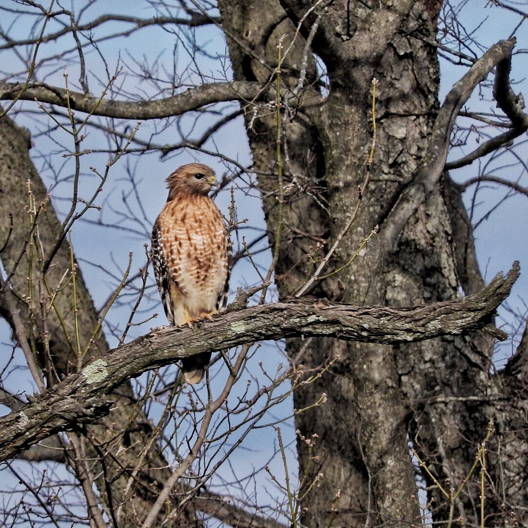 Terrierman's Daily Dose: Hawk in the Hedgerow