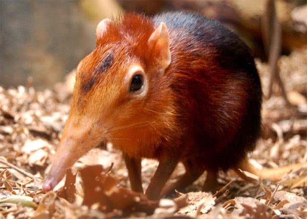 Nature & Culture: Musaranho Pigmeu