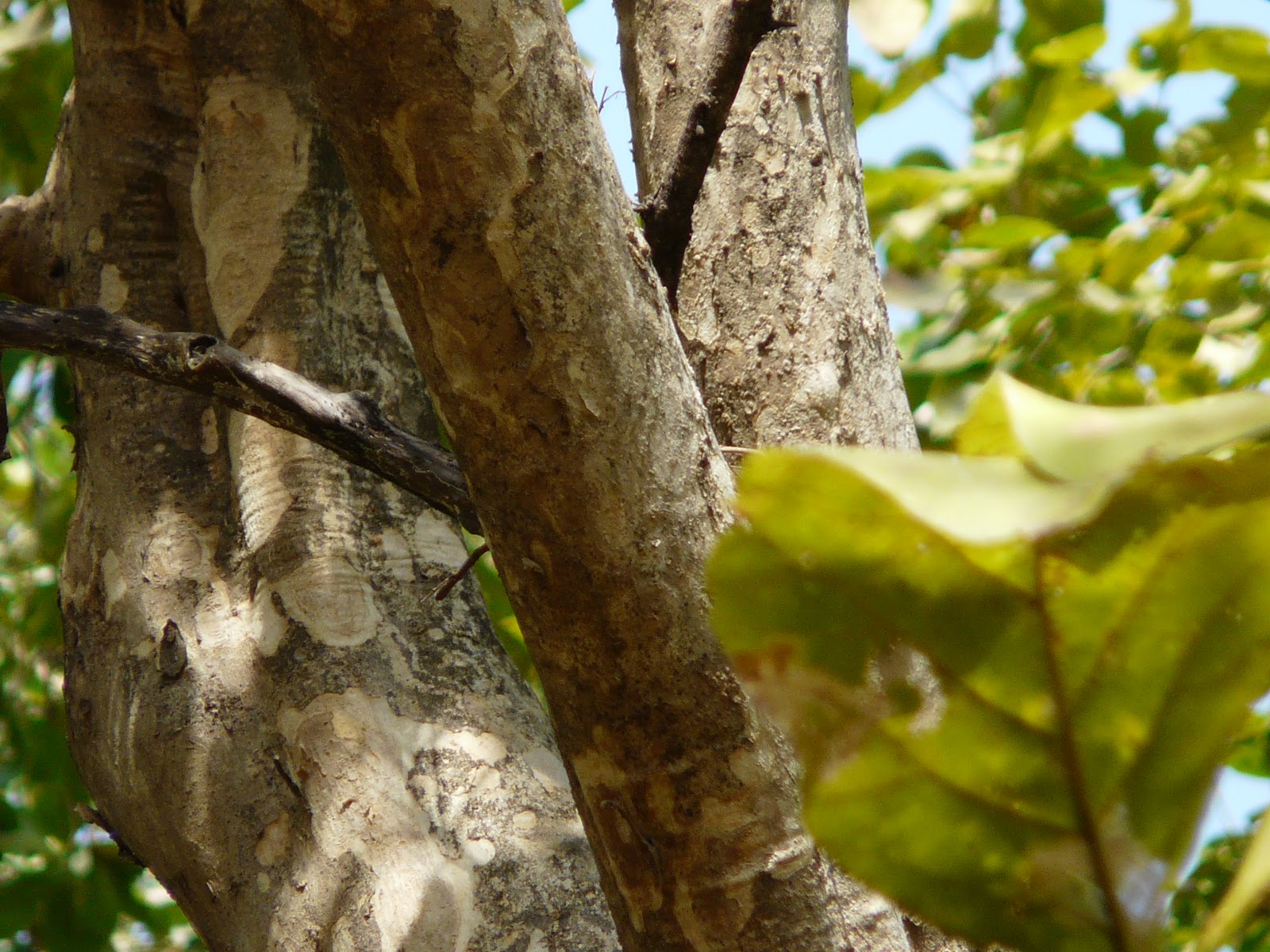 Axle Wood - Anogeissus latifolia