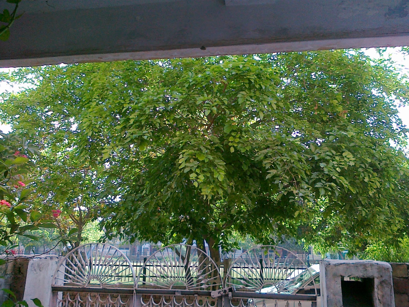 Roznamcha -Karguzari: SEE THE DROPPINGS OF PAPRI TREE