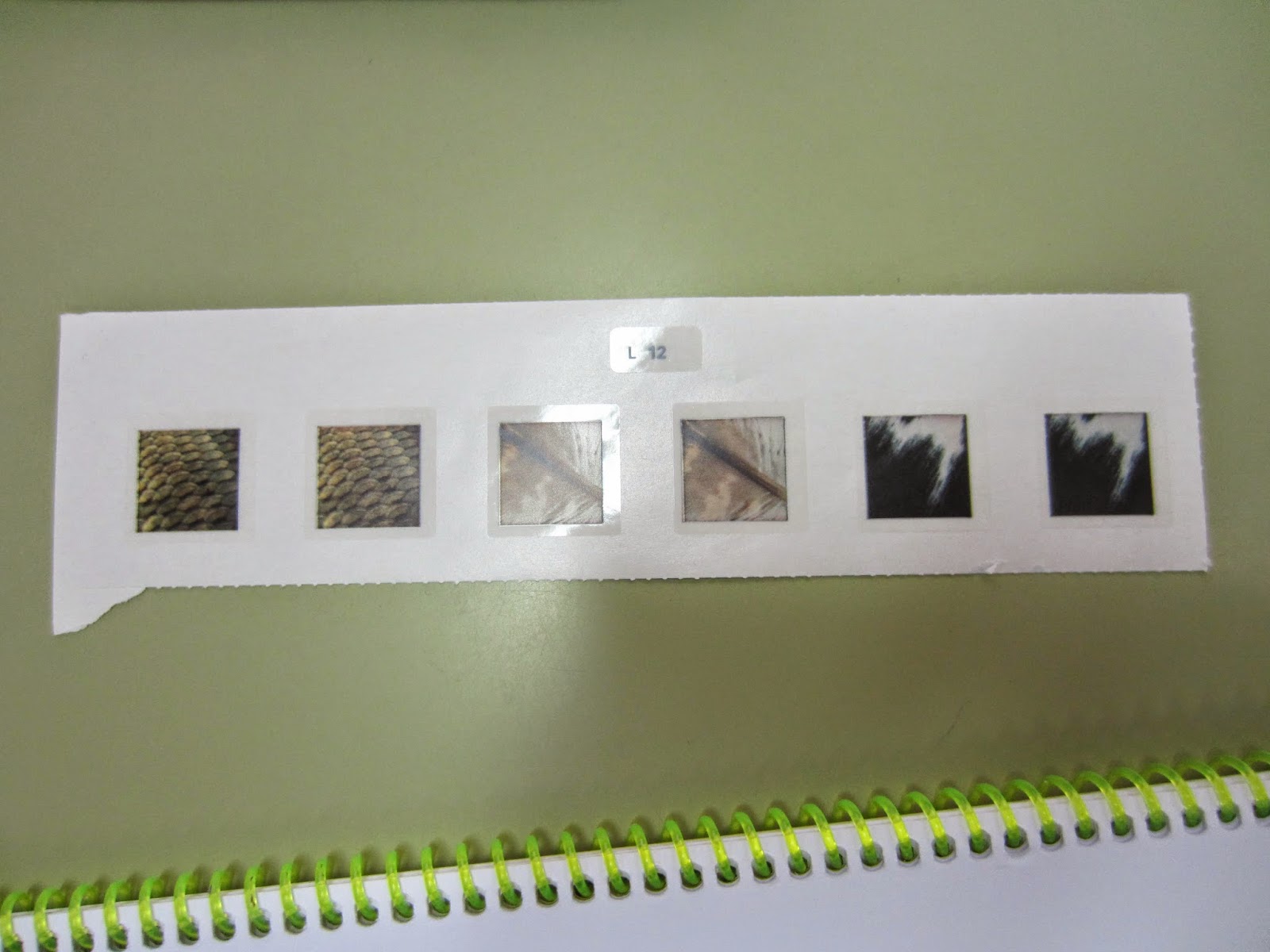 BLOG DE PATRI, educación infantil: ¿PELO - ESCAMAS - PLUMAS?