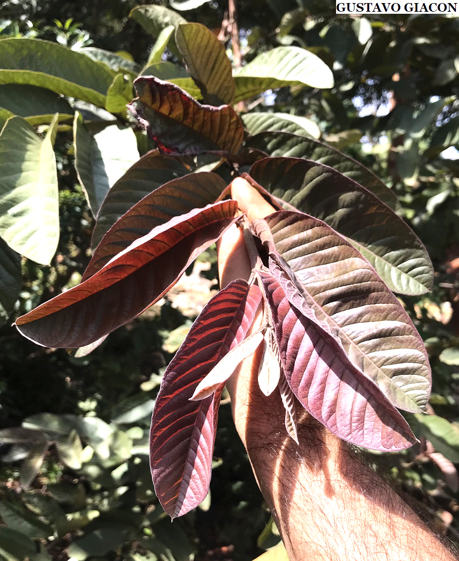 Viveiro Ciprest - Plantas Nativas e Exóticas: Goiaba Roxa de Folhas ...
