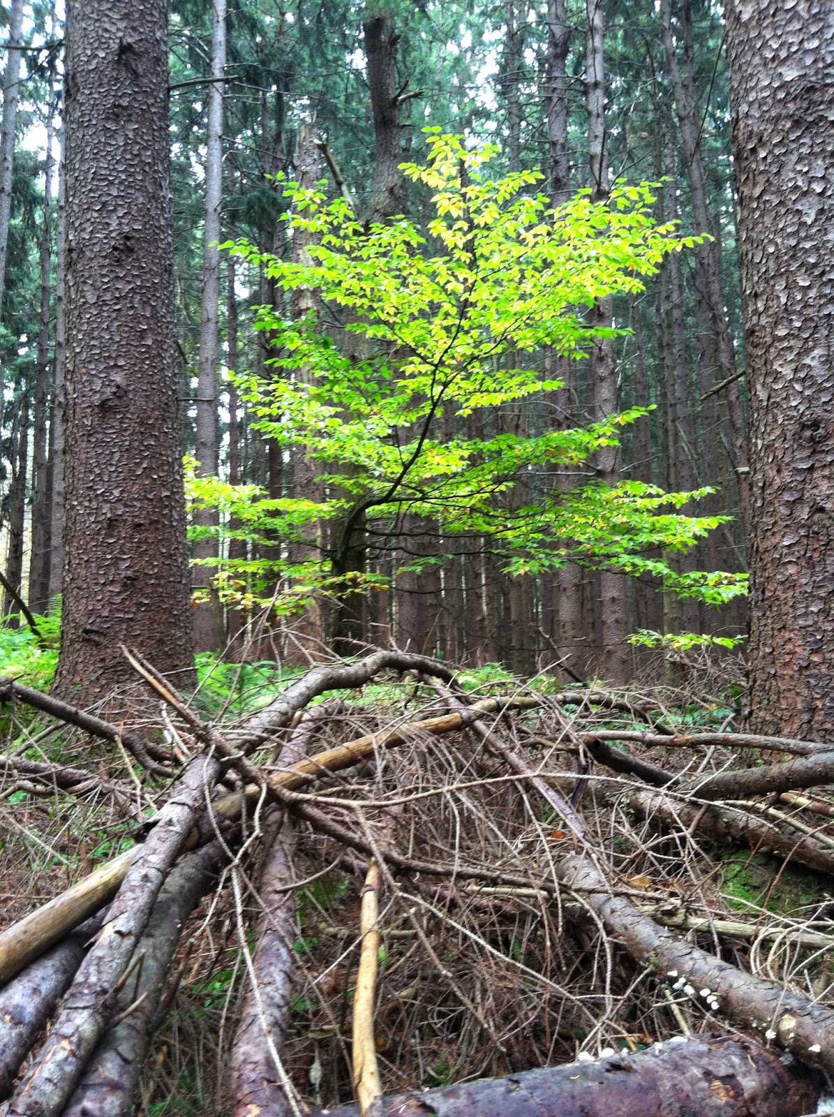 Erie County Forest