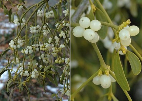 Plante Medicinale: Vasc