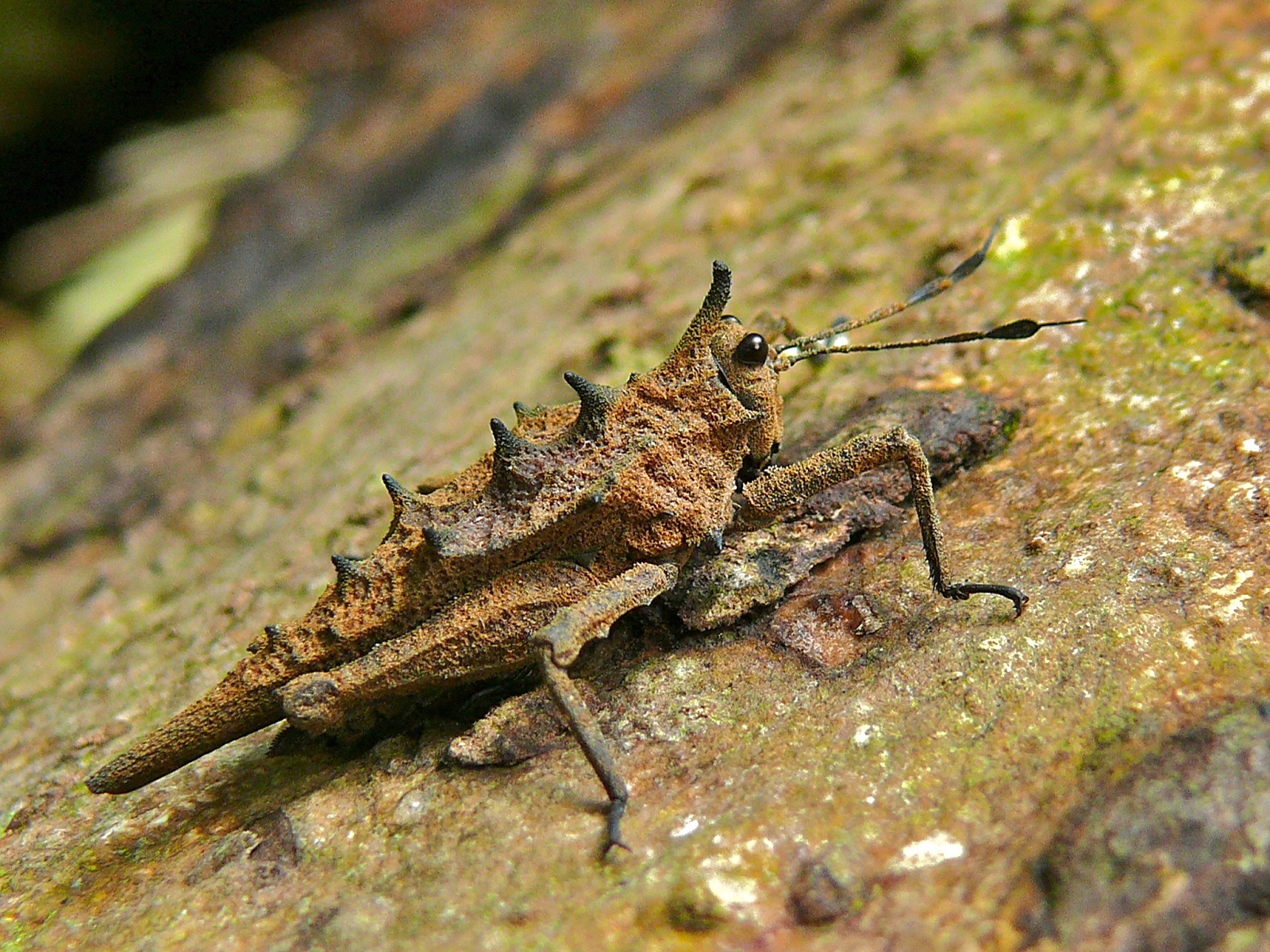 Real Monstrosities: Spiky Grouse Grasshopper