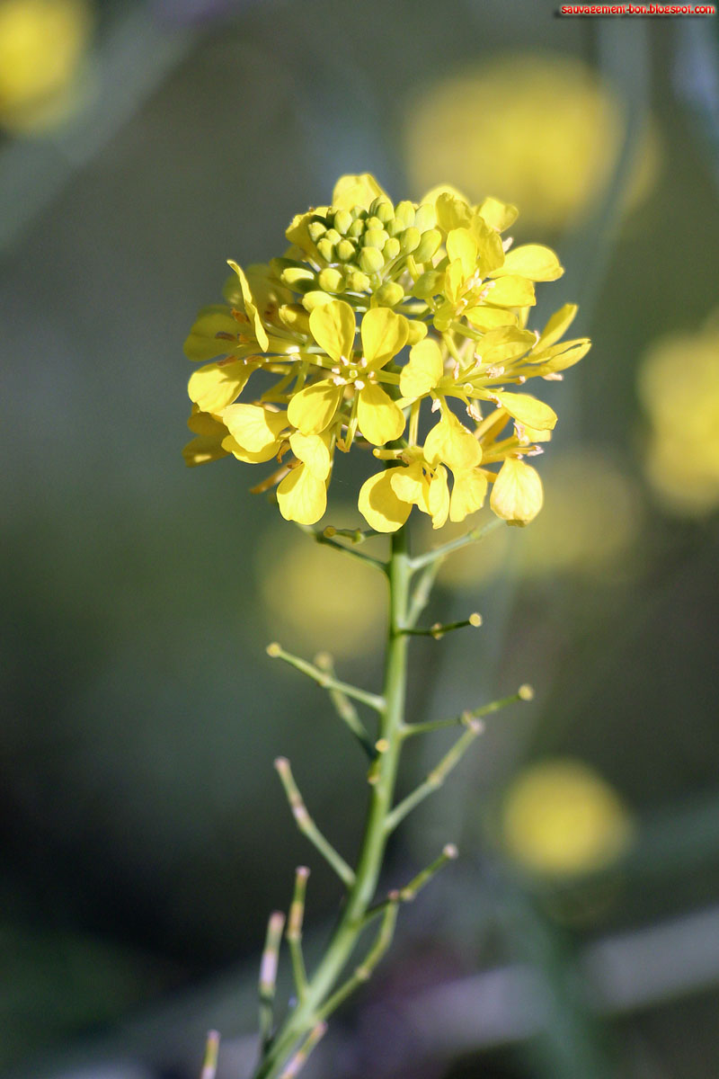 Sauvagement-Bon: Moutarde d'automne