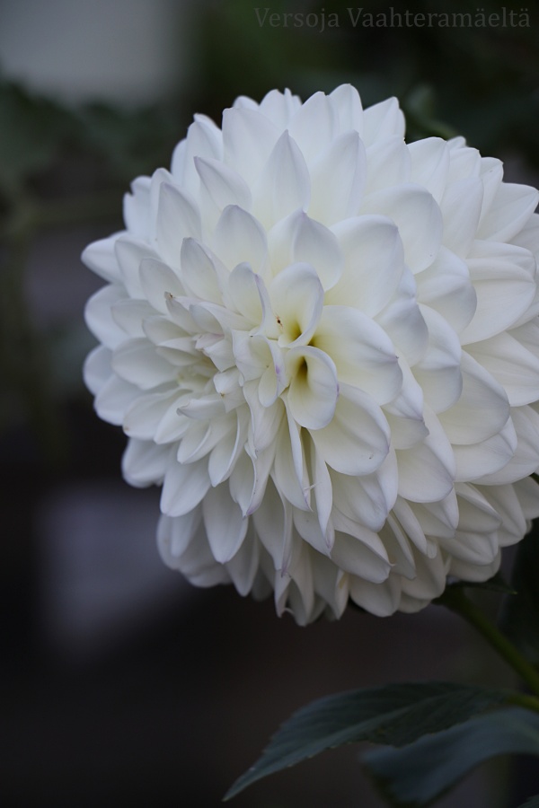 Versoja Vaahteramäeltä : Täydelliset daaliat