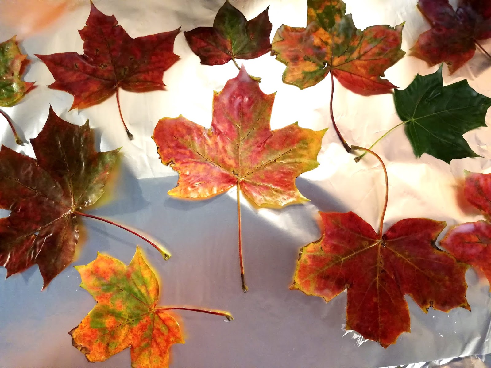 How To Preserve Fall Leaves 9 Methods How To Preserve Fall Leaves 9 Methods