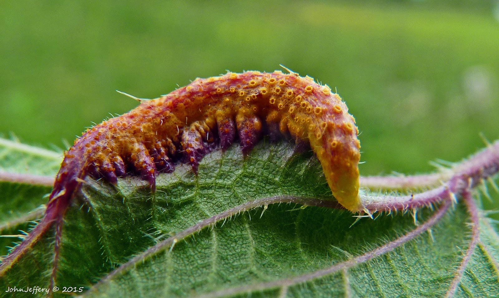 JJ's Photographic nature blog: WWW...Weird, Wacky, Wonderful...