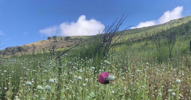 3 Hectares of Poppy Crops Near Tijuana, BC = 2 Million Plants ...