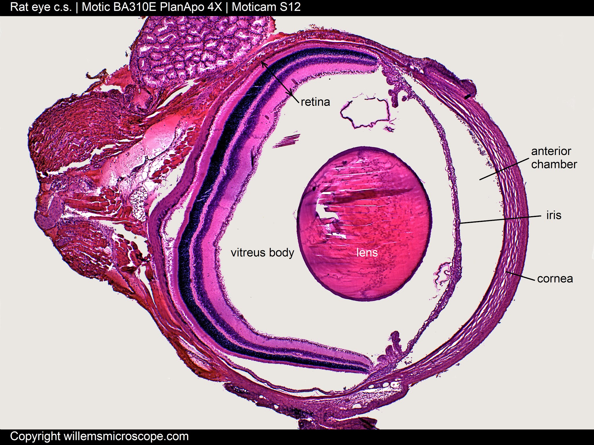 Motic Europe | Blog: What’s in a rat’s eye