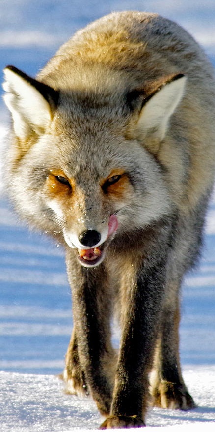 ¿BAILAMOS CON LOBOS?: ZORRO CRUZADO : PERSEGUIDOS POR SU PIEL