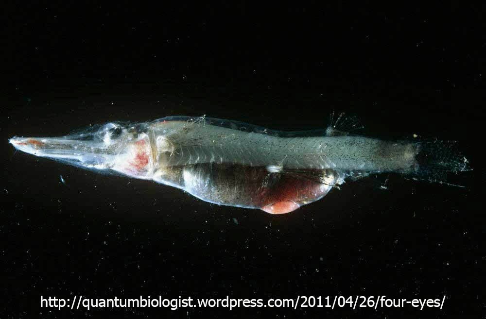 Bizarre Creature of the Day: Creature 89: Dolichopteryx longipes