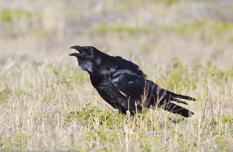 RAVEN - THE NATIONAL BIRD OF BHUTAN ~ Klima Naturali™