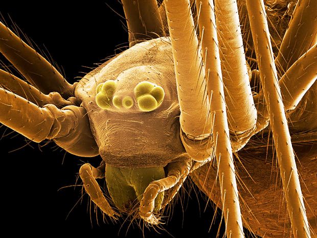 Flea Under Electron Microscope