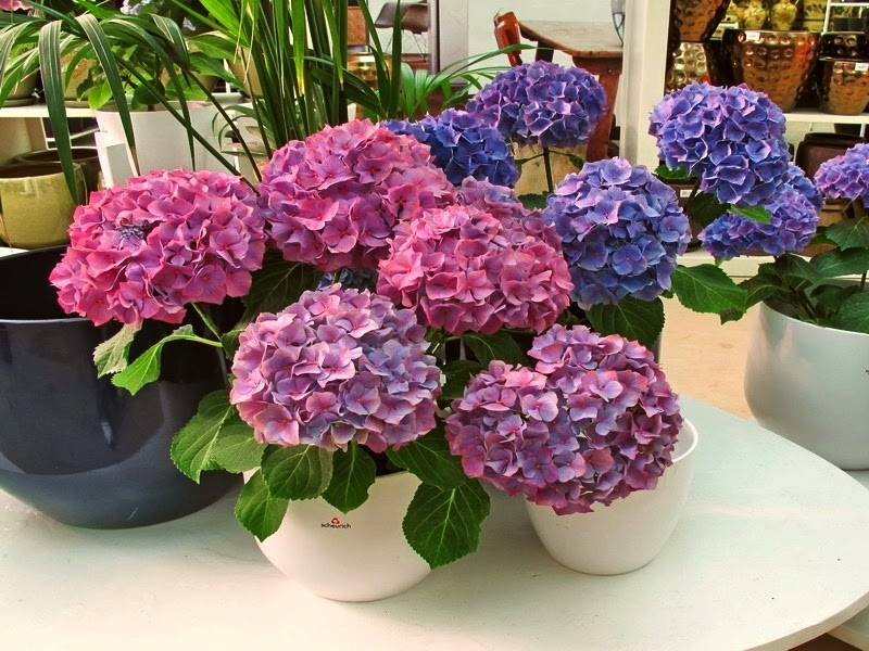Plantas y flores: Hydrangea macrophylla