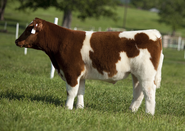 Lautner Farms: Austin Cattle Co Online Sale - April 18th