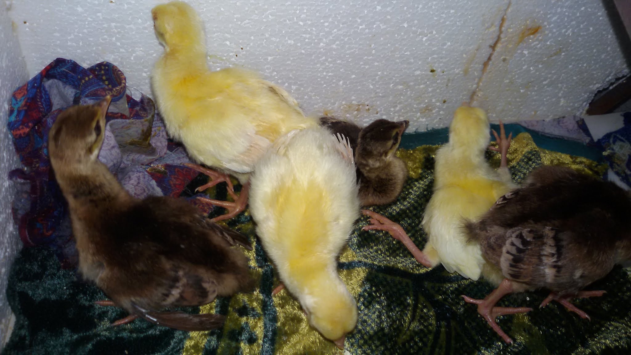 DIY-Home Made Incubator Eggs Hatcher -How to make an AC- DC incubator ...