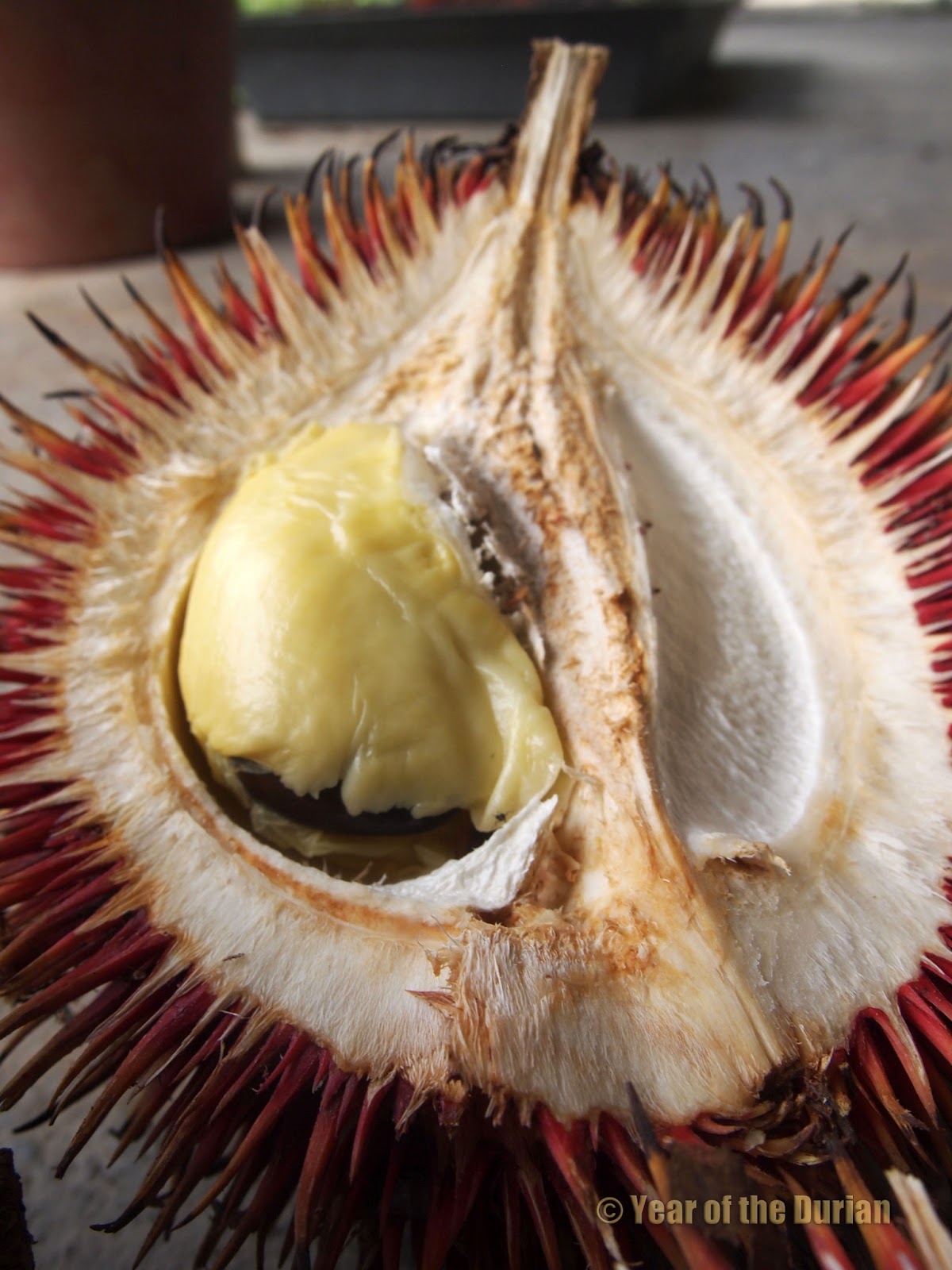 Durio Dulcis Beccari