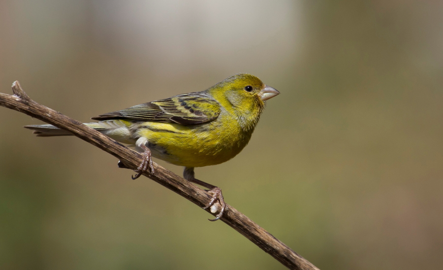 Aves por España: Canario(Serinus canaria)