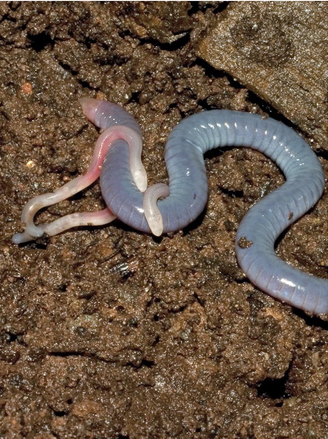 Sciency Thoughts: A new species of Caecilian from French Guiana.