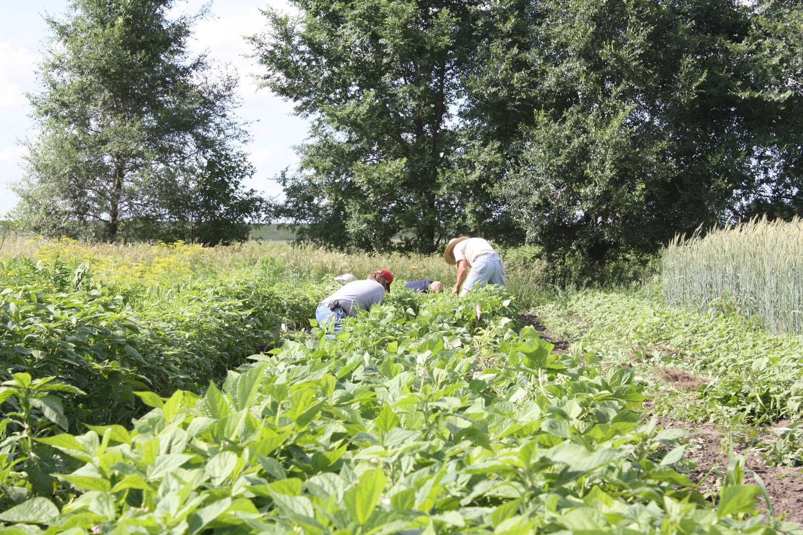 Genuine Faux Farm: Doing Something Real, But Are We Making a Living?