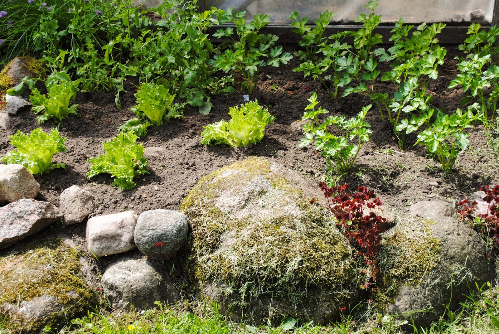 Aed ja Toit: Juunikuu koduaed täies hiilguses koos rohkete piltidega