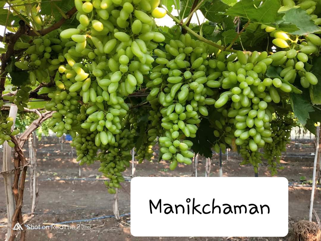 Galeri Foto Buah Anggur India Varietas Manik Chaman
