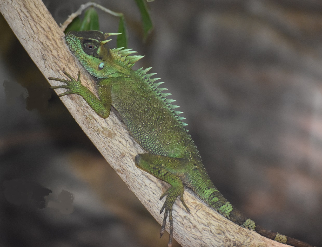 ZOOTOGRAFIANDO (6.100 ANIMALS): DRAGÓN CORNUDO DE NATALIA / NATALIA´S ...