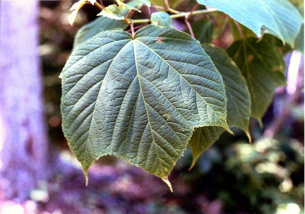 Field Biology in Southeastern Ohio: Maples of Ohio
