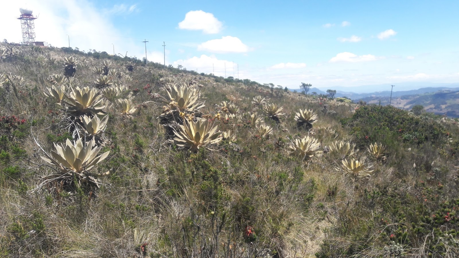 El Tablazo: Características