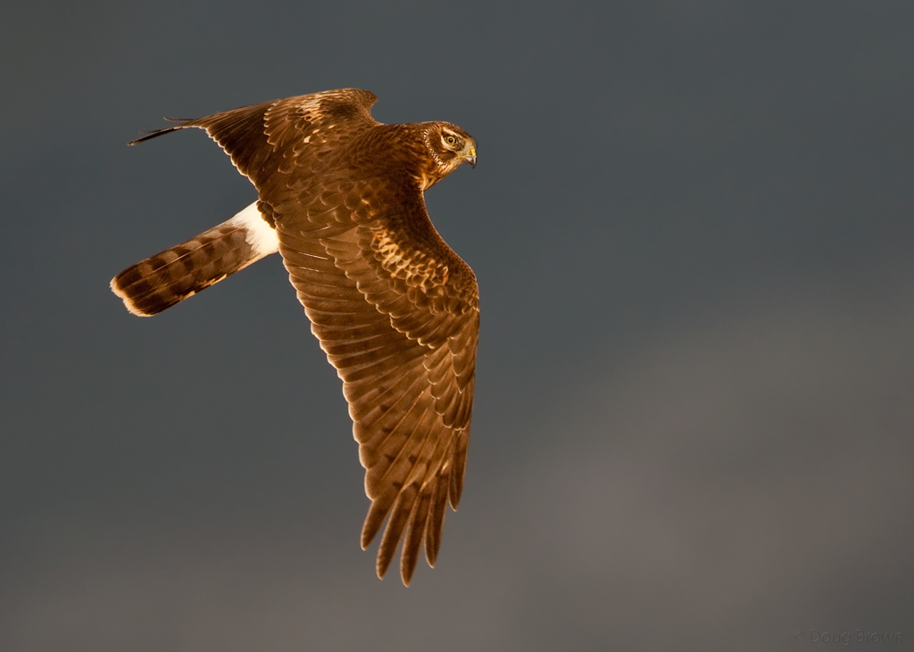 New Mexico Birds: Marsh Hawk: Northern Harrier