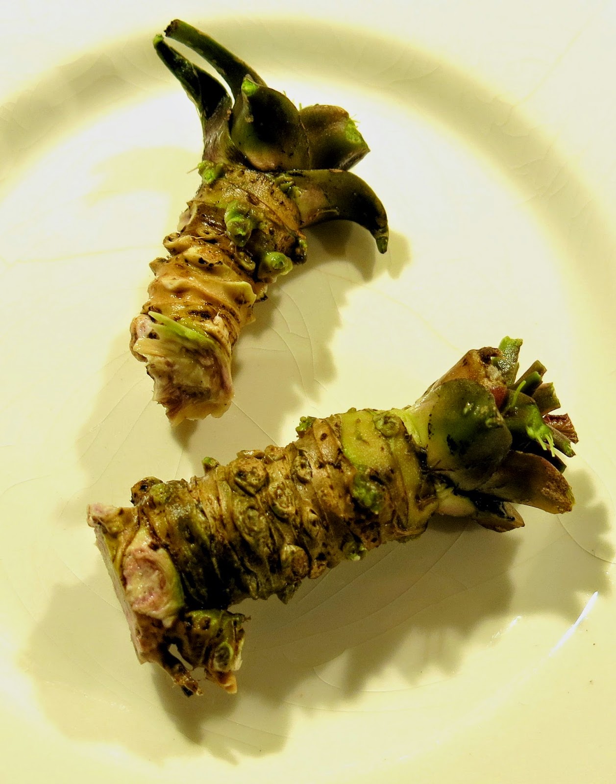 Gourmet Gardening: Grow your own wasabi paste