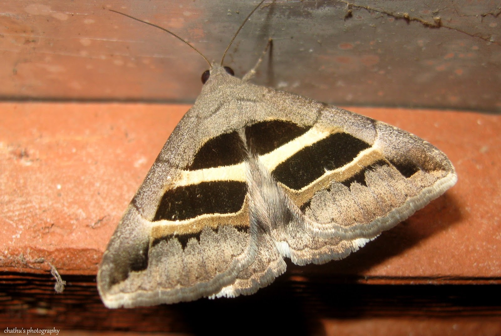 Nature Of Srilanka: Moths