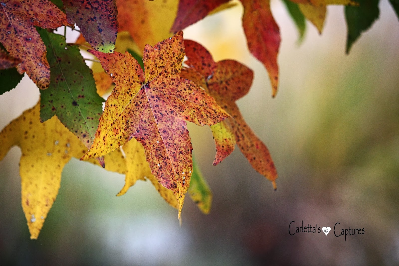 Round The Bend: Freckles