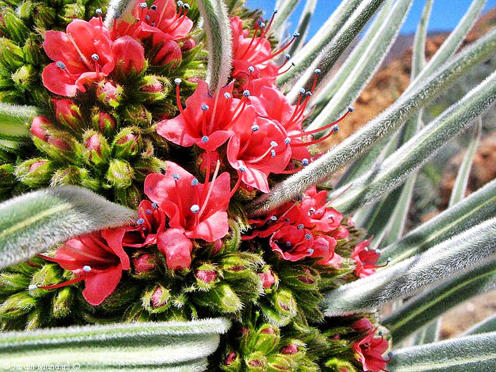 GRAN CANARIA MAIMENES: TAJINASTE