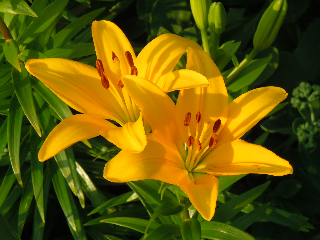 Yellow lily