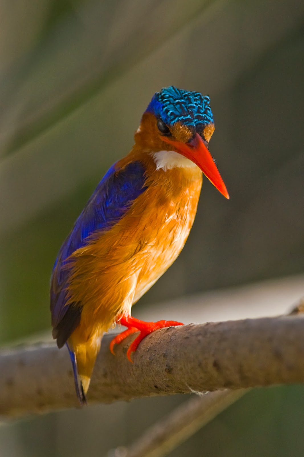 Tanzania Zanzibar Malachite Kingfisher