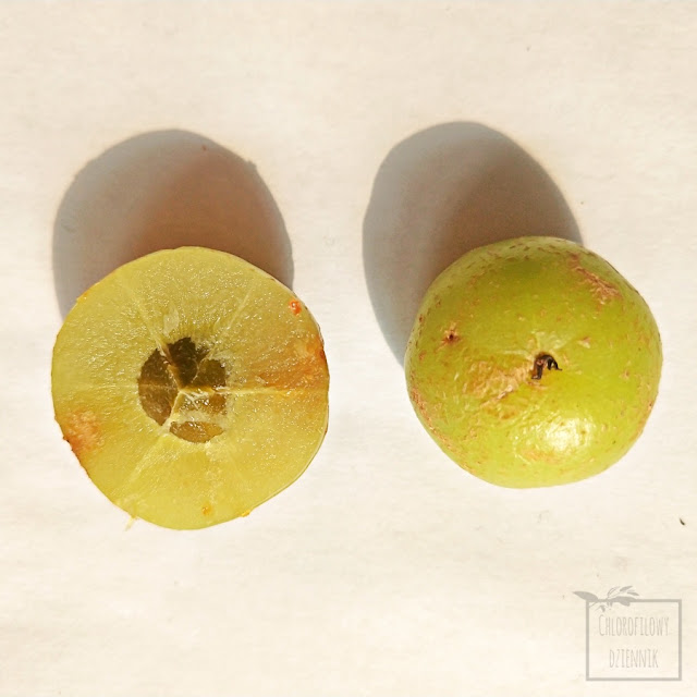 Indyjski agrest - owoce amla