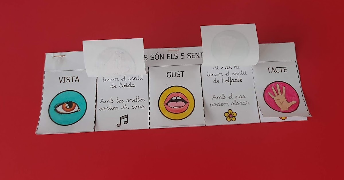 la pizarra de M: FLIP BOOK 5 sentidos