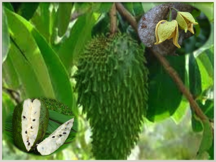 PAPÁBETO y CUCÚ: FRUTAS 01 FRUTAS MEXICANAS: Un Viaje a mi Niñez