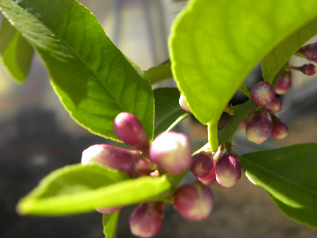 Diane's Texas Garden: Lemon Tree is Blooming Again