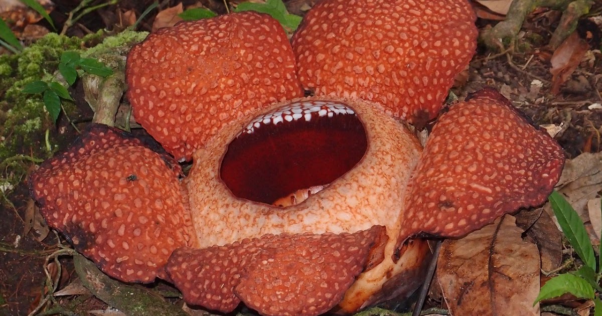 Rafflesia Flower
