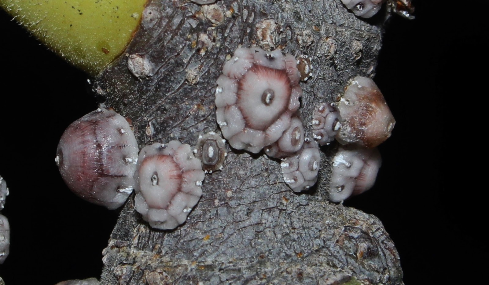 Biodiversity of Cyprus by NGO Protection of the Natural Heritage and ...