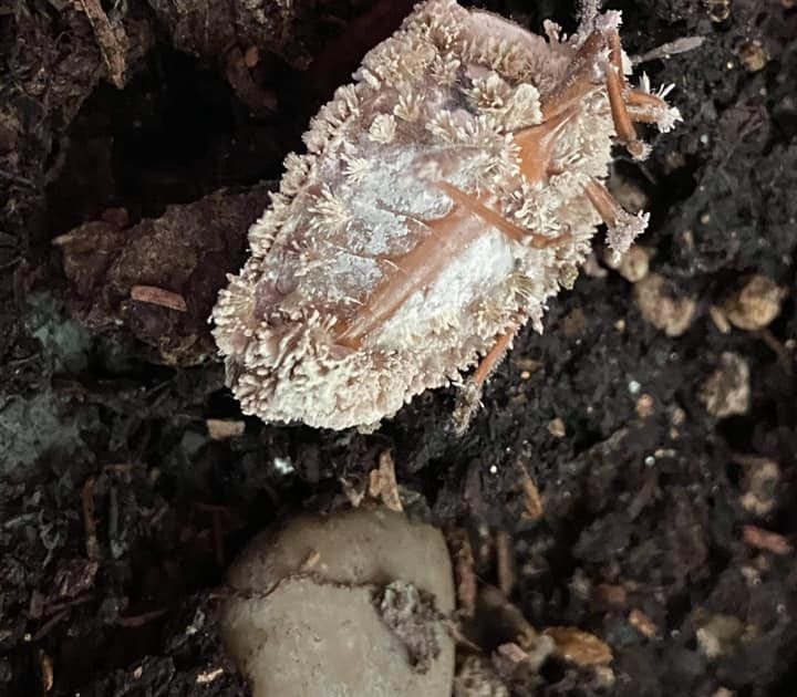 艾~台灣的真菌手札 (Emily, Amy & Allan's Taiwan fungi journal): 【No.1389 ... 艾~台灣的真菌手札 (Emily, Amy & Allan's Taiwan fungi journal): 【No.1389 ...