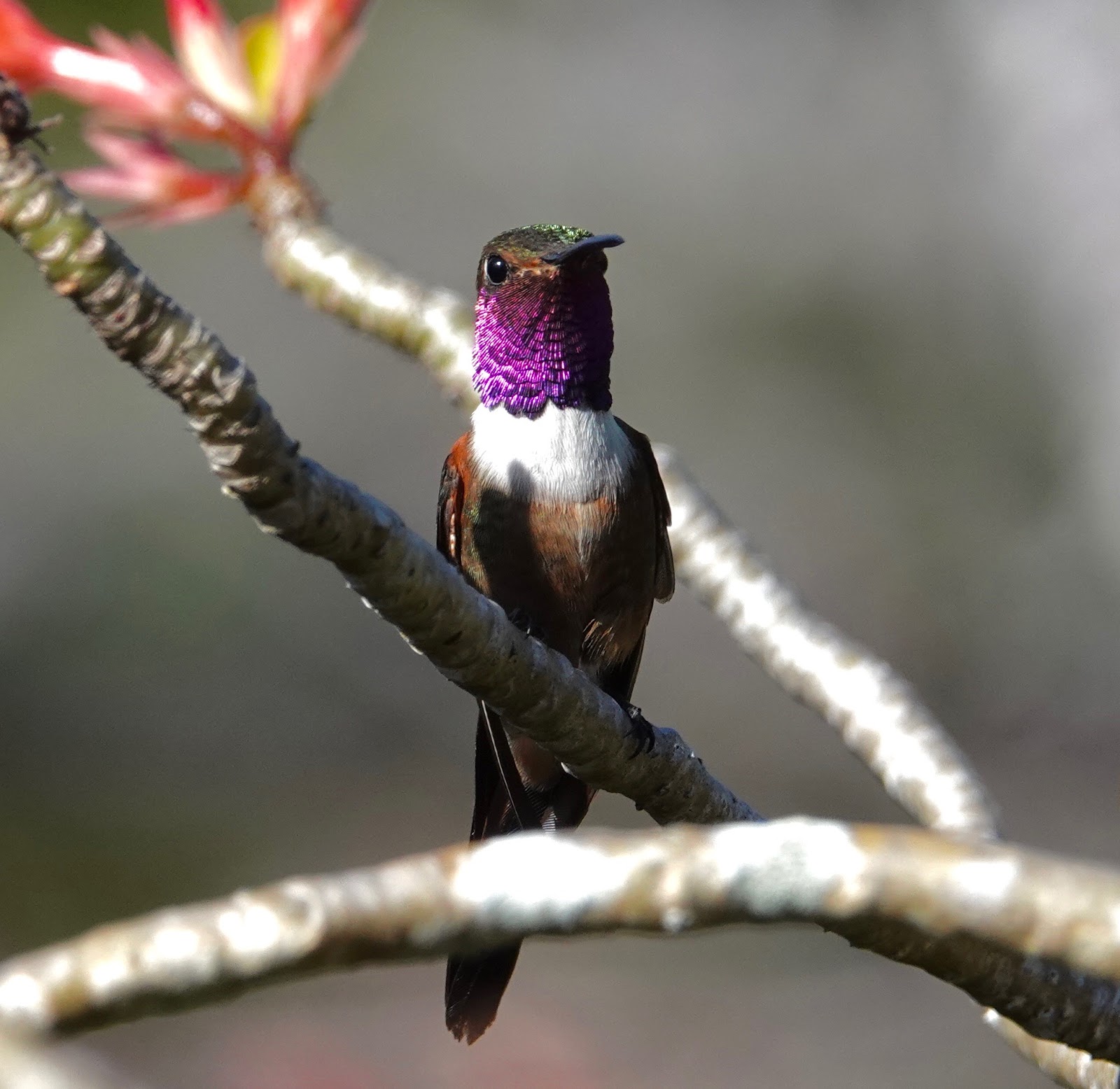 The Baiting Hollow Hummingbird Sanctuary: Male Bahama Woodstar