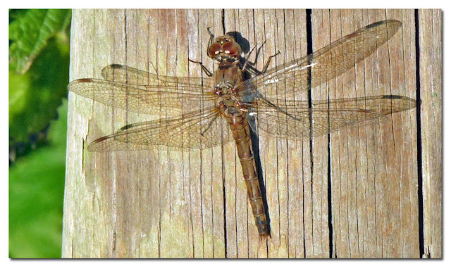 Wild and Wonderful: Dragonfly Days: Oxburgh Hall