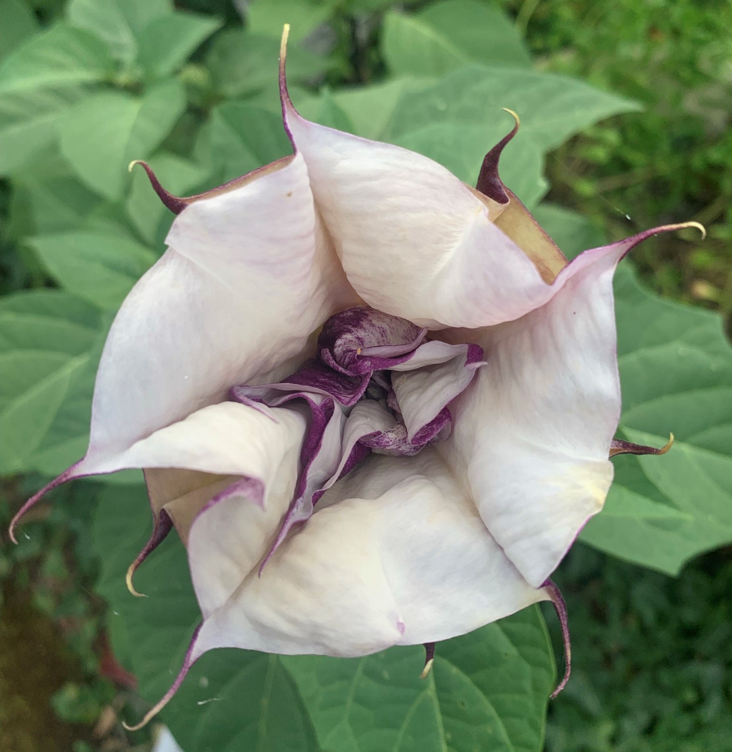 WashingtonGardener: Devil's Trumpet Blasting on Bloom Day