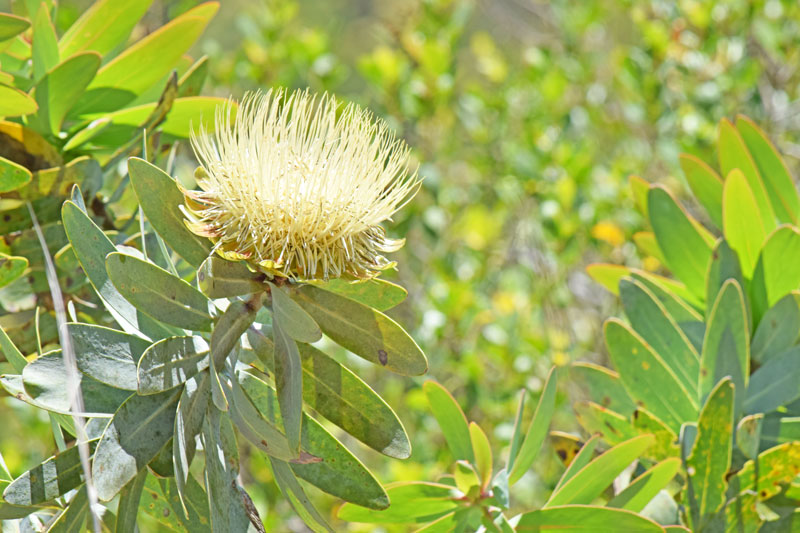 .: Akasha Mountain Retreat - The beauty of nature