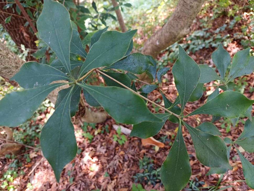 Future Plants by Randy Stewart: Pittosporum